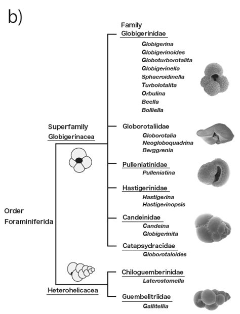 Foraminifera Taxonomy