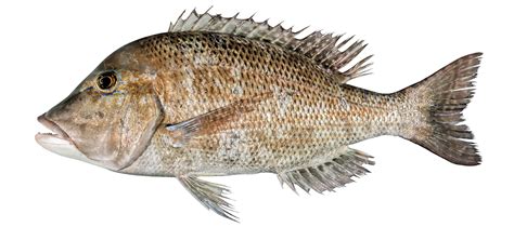 Lethrinus Nebulosus Fishider