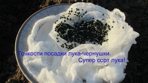 Тонкости посадки лука-чернушки.Супер сорт лука! | Рецепты здоровой еды ...