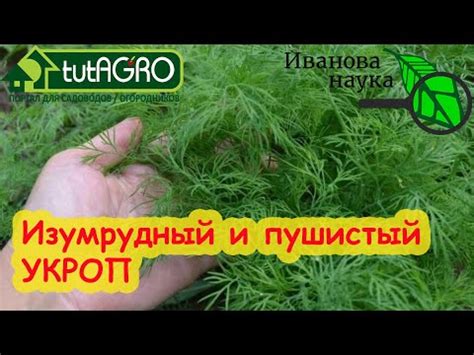 САМЫЙ АРОМАТНЫЙ и ПУШИСТЫЙ УКРОП без тли и блошки - ВОТ ТАК! - YouTube