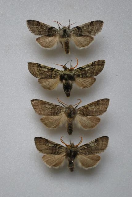 Yellow Horned Moth Forms Insectslepidoptera Taxidermy £550 Picclick Uk