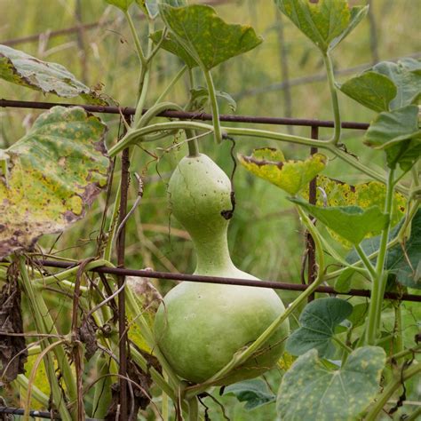 Gourd Birdhouse Mix Seeds The Seed Collection