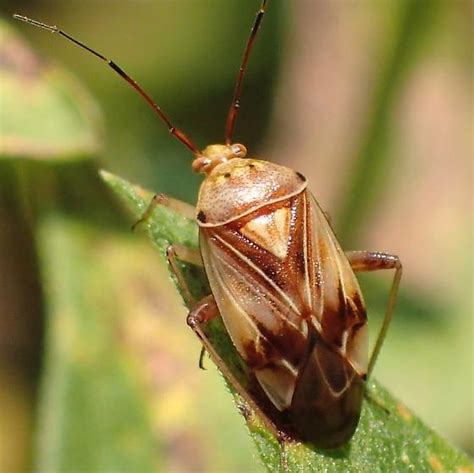 Plant Bug Lygus Bugguidenet