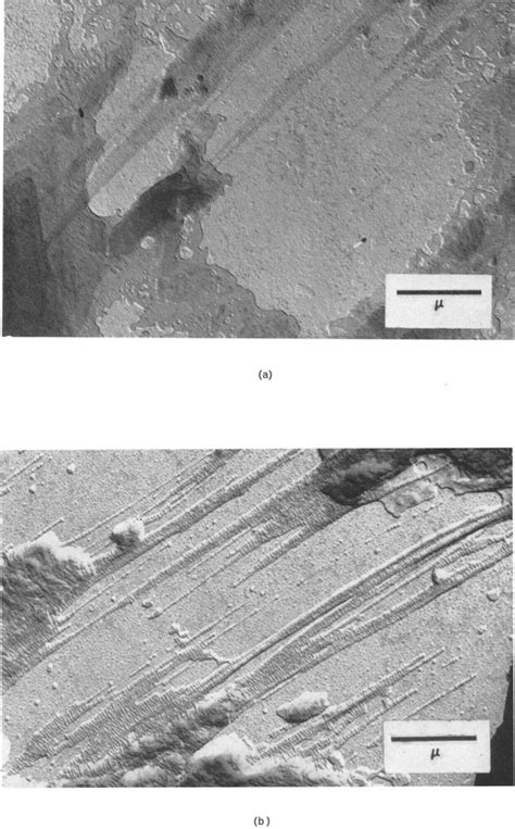 Electron Micrographs Showing T H E Striated Structures Formed At Two