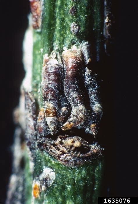 Armored Scale Lepidosaphes Yanagicola
