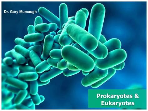 Ppt Prokaryotes And Eukaryotes Powerpoint Presentation Free Download