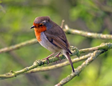 Al Fredericksson Robin