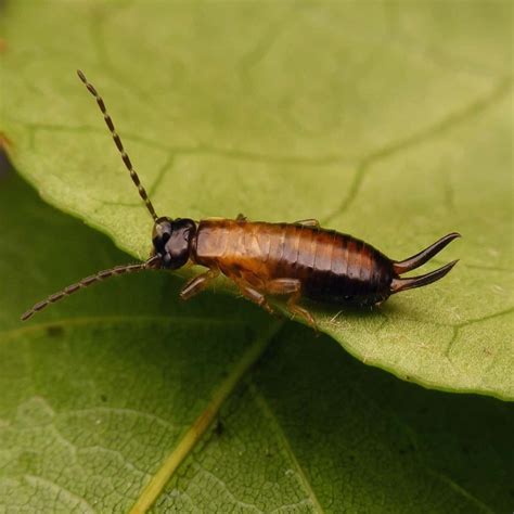 What Does A Earwig Bug Look Like At Amy Stansbury Blog
