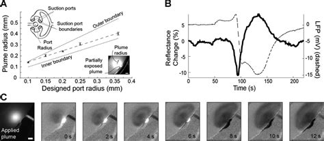 Optical Characterization Of Cortical Spreading Depression Csd Induced