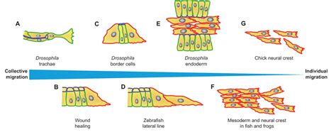 Figure 2 From A Common Framework For Emt And Collective Cell Migration Semantic Scholar