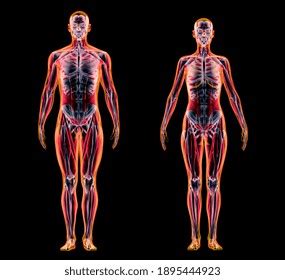 Thousand Skeletical System Royalty Free Images Stock Photos Pictures Shutterstock