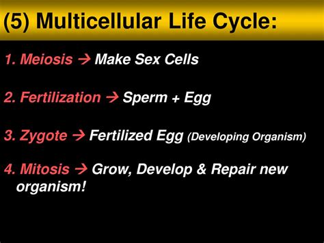 Unit 3 Notes Reproduction And Meiosis Ppt Download