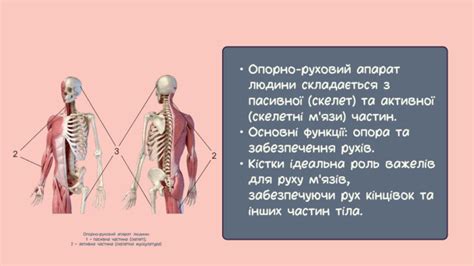 Презентація Біологія 8 клас НУШ Будова та функції опорно рухового апарату