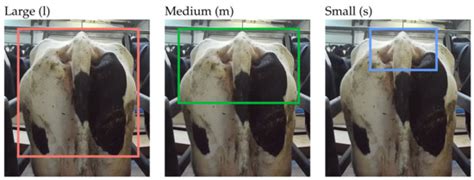 Impact Evaluation Of Score Classes And Annotation Regions In Deep Learning Based Dairy Cow Body