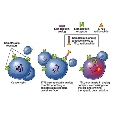 Lutetium Lu 177 Dotatate Prrt For Neuroendocrine Tumor And Others Test Ganesh Diagnostic