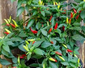Перец кайенский Птичий глаз (Capsicum frutescens Bird’s eye)