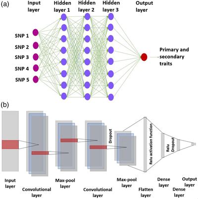Outline For Multilayer Perceptron Model With One Input Three Hidden Download Scientific