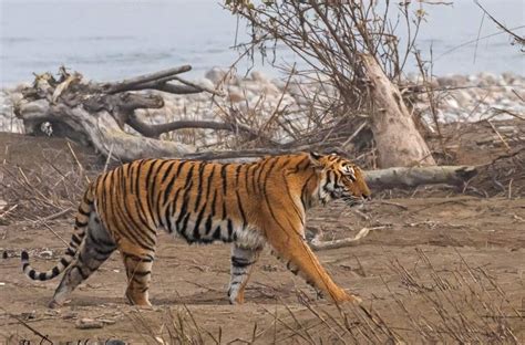 Tiger Species Sub Species Feeding Habitat And More Agric4profits Artofit