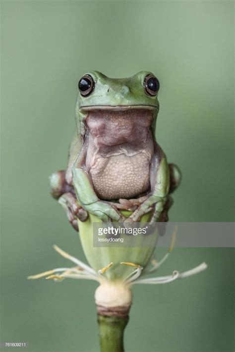 Tree Frog Sitting On A Lotus Flower Artofit