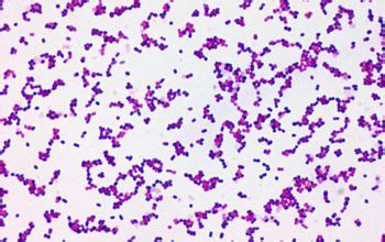Peptostreptococcus Anaerobius