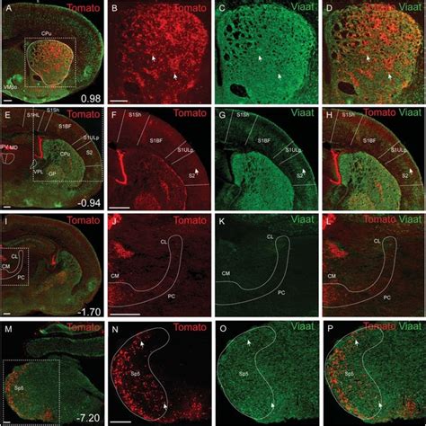 Grpr Cre Expressing Neurons In The Spinal Cord Are Primarily Download Scientific Diagram