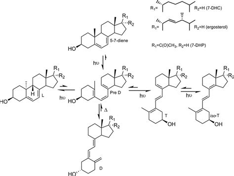 Novel Activities Of Cyp11a1 And Their Potential Physiological