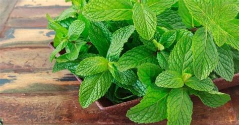 ბებიის სამკურნალო რეცეპტები