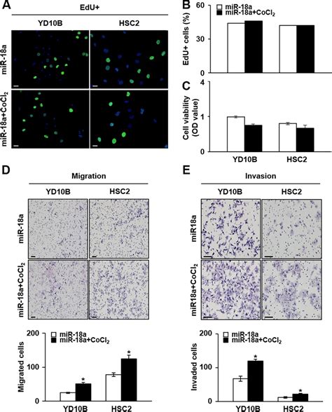 Cell Viability Migration And Invasion Abilities Of Oscc Cell Lines