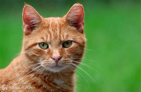 10 Uses Of Cat Commands In Linux A Bash Utility Tool That Can Give You