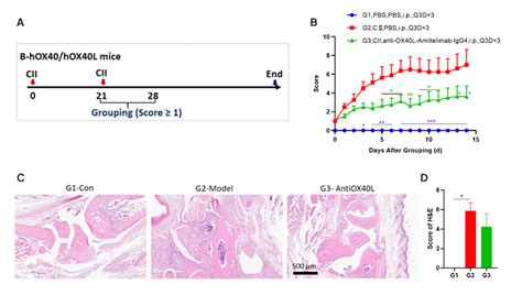 Rheumatoid Arthritis Research Models Biocytogen