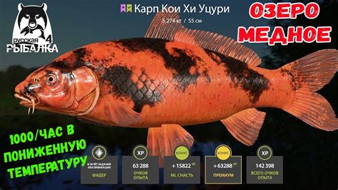 ПРОВЕРЯЕМ АКТУАЛЬНЫЕ ТОЧКИ НА МЕДНОМ СТРИМ В РУССКОЙ РЫБАЛКЕ 4 СТРИМ РОЗЫГРЫШИ РР4 Youtube