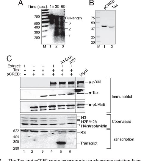Figure 1 From The Coactivators Cbpp300 And The Histone Chaperone Nap1