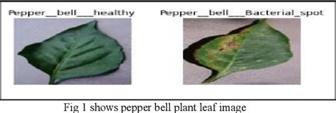 Figure 1 From Deep Learning Based Plant Disease Detection Semantic Scholar