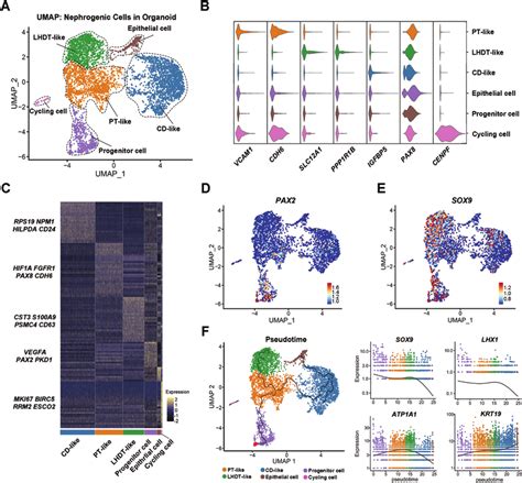 Single Cell Rna Sequencing Analysis Of The Tubular Organoids A Umap
