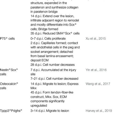 Behaviors Of Tendon Cells During Regeneration Download Scientific