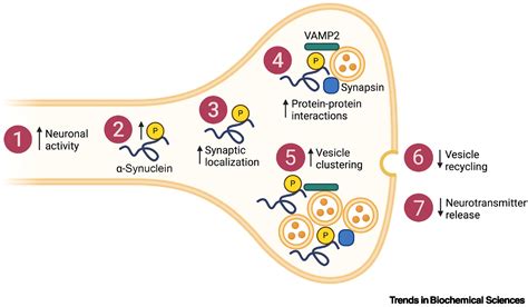 Keeping Neuronal Activity In Check A Novel Role For α Synuclein Serine