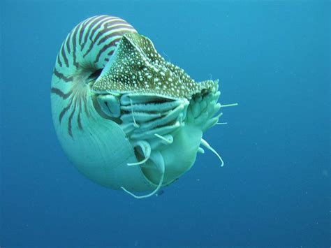 Nautilus A Living Fossil Hubpages