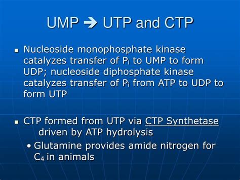 Ppt Nucleotides Synthesis And Degradation Powerpoint Presentation Id224603 Ppt Nucleotides Synthesis And Degradation Powerpoint Presentation Id224603