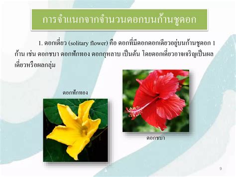 Classification Of Flowers Pptx