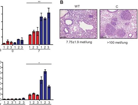 C Cell Lines Display Increased Invasivity Both In Vitro And In Vivo Download Scientific