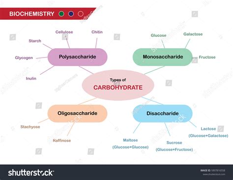 Biochemistry Diagram Present Types Carbohydrate Stock Vector Royalty