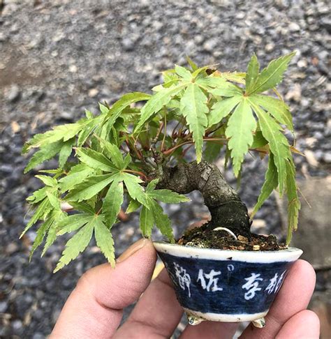 More Tiny Trees From Our Mystery Bonsai Artist Bonsai Bark