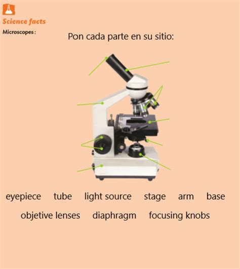 Microscope Parts Worksheet Answers Printable Grammar Worksheett