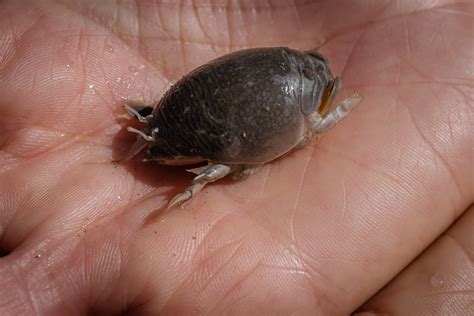Mole Crab Mania Island Nature