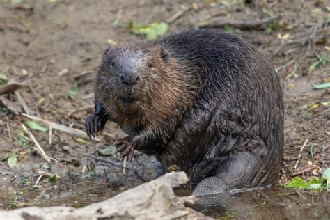 Beaver Motorhomes For Sale