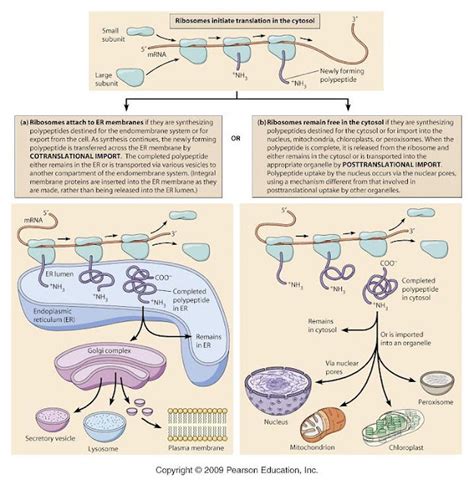 Csir Life Science Preparation Protein Translocation Into Er Signal