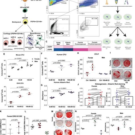 Estrogen Directly Regulates Ssc Proliferation In Mice And Humans A