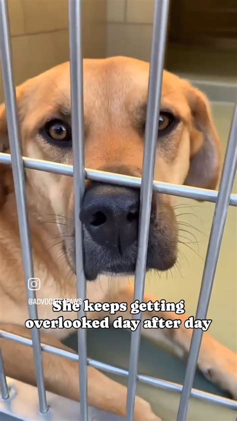 Last Call Sweet Sadies Adopter Went Silent And She Needs An Adopter