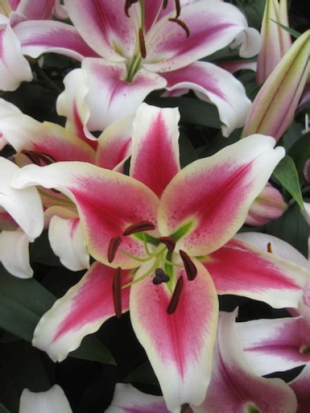 Buy Lily Bulbs | Candy Club Oriental Trumpet | Gold Medal winning Harts ...