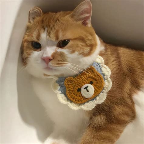 猫咪头像 堆糖，美图壁纸兴趣社区